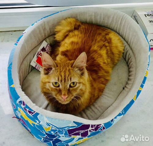 Котик, 10 месяцев