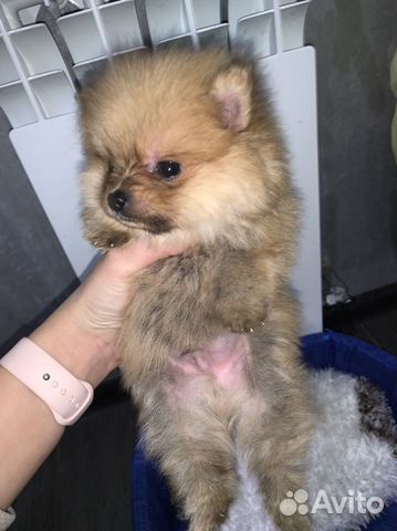 Щенки померанского шпица mini