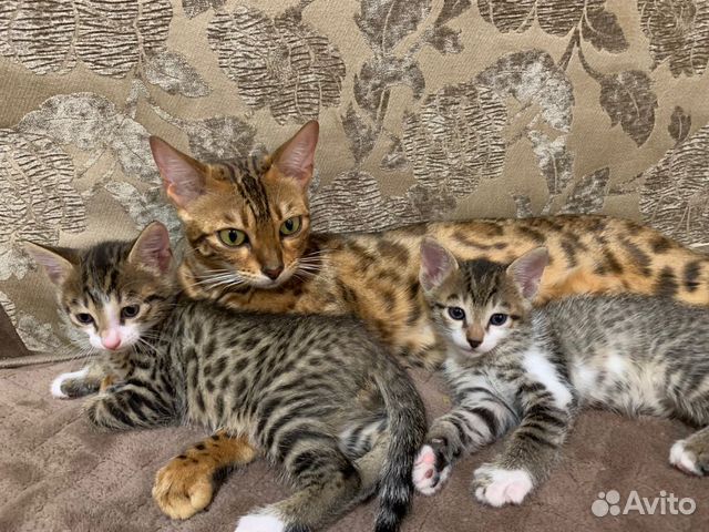 Котята от мамы Бенгалки