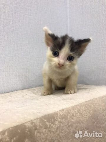 Милый котёнок в дар бесплатно