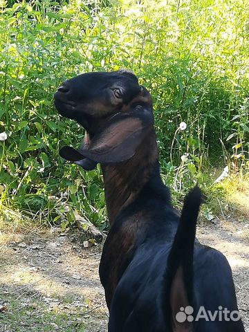 Козёл нубийский