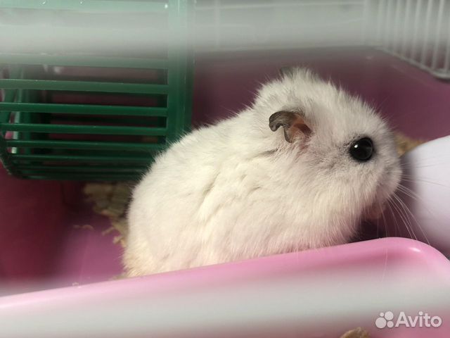 Хомяк Джунгарик +клетка