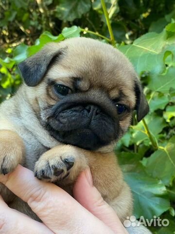 Щенки Мопса