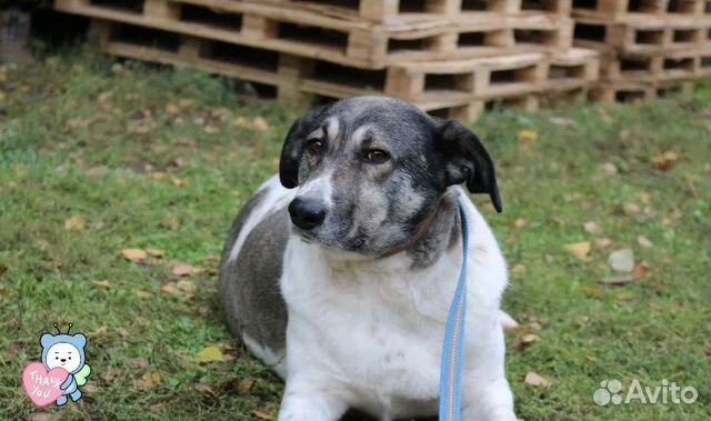 Собаке плохо в приюте