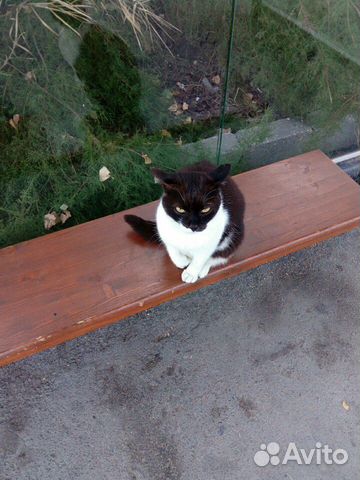 Котик