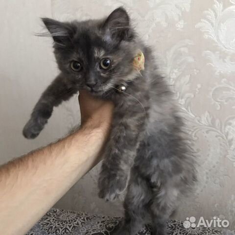 Котенка отдам бесплатно