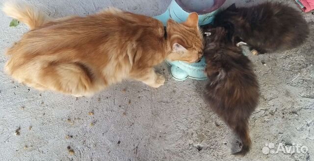 Котята отдам бесплатно