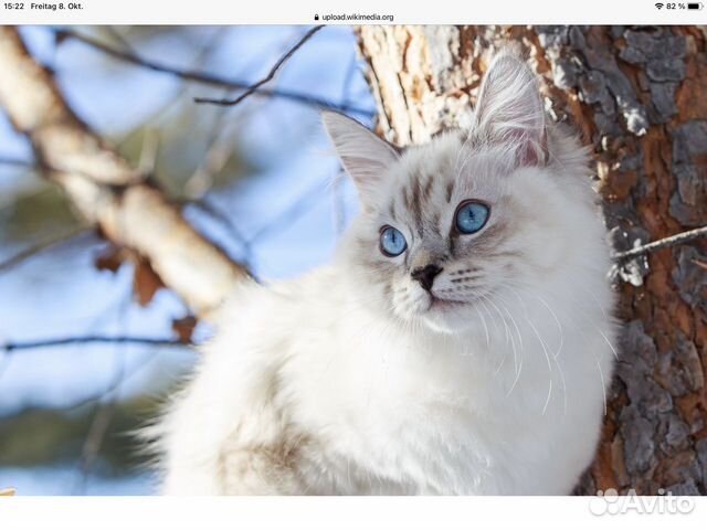 Ищу котенка Невской маскарадной