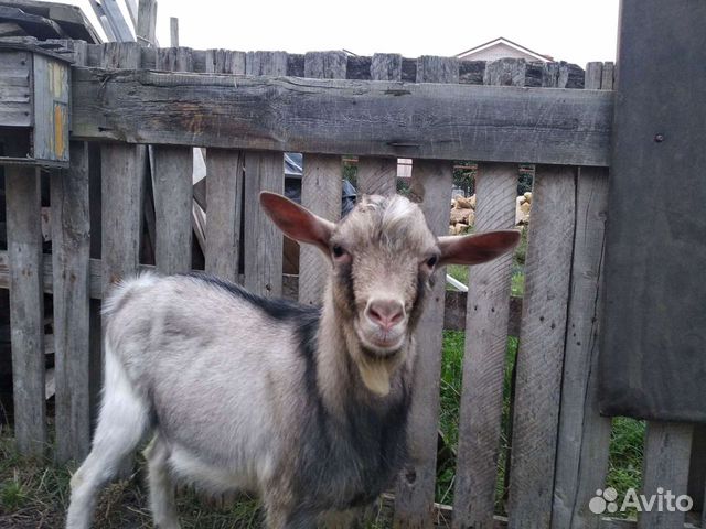 Козлик для случки