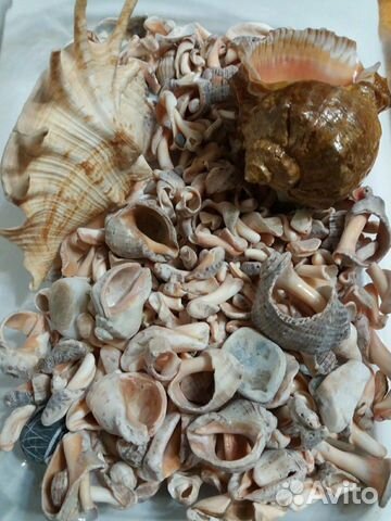 Ракушки + ракушечник морской