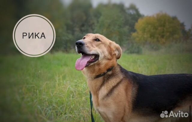 Спасите молодую собаку из приюта