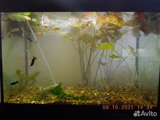 Аквариумные растения