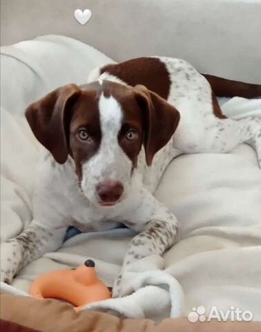 Аксель - метис курцхаара