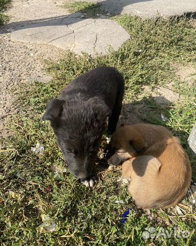 Щенок в добрые руки