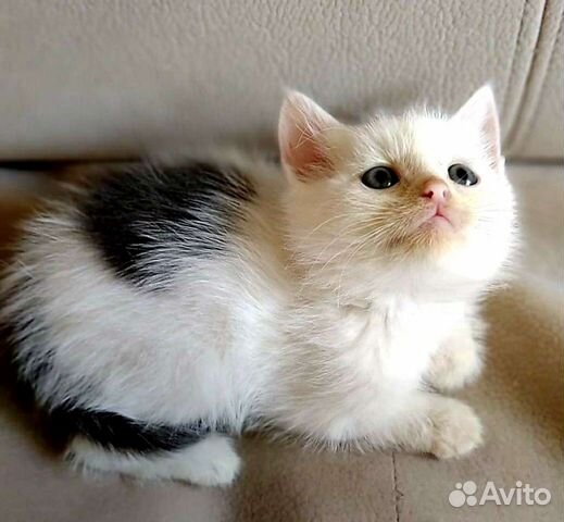 Котенок мальчик Пушок 1,5 мес