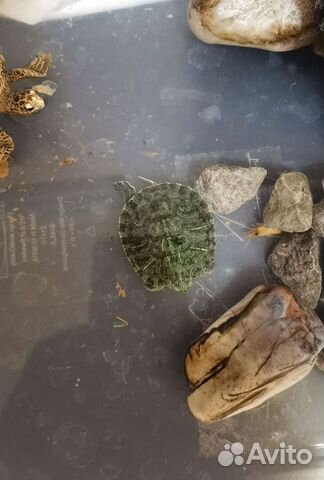 Красноухая черепаха маленькая