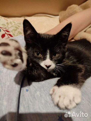 Котенок мальчик 2,5мес черно-белый Максик