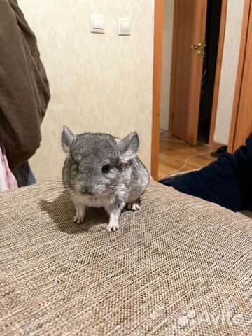 Шиншилла