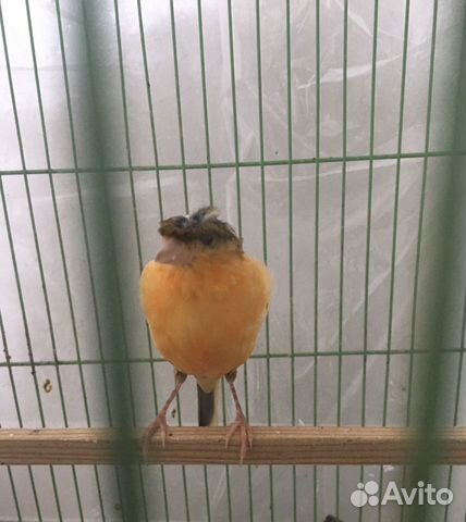 Канарейка самка