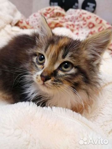 Чудесная мурлыка в добрые и заботливые руки