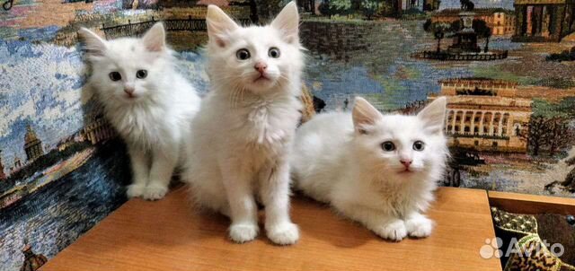 Белоснежные котята, 2 месяца