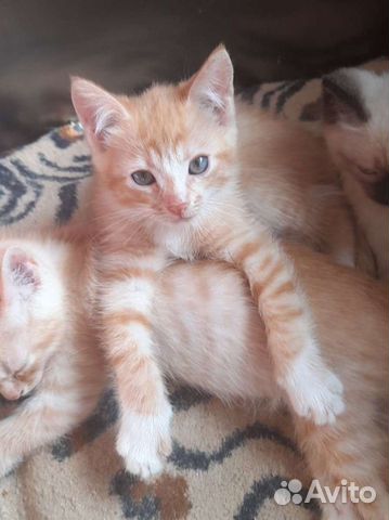 Котята от священной бирмы