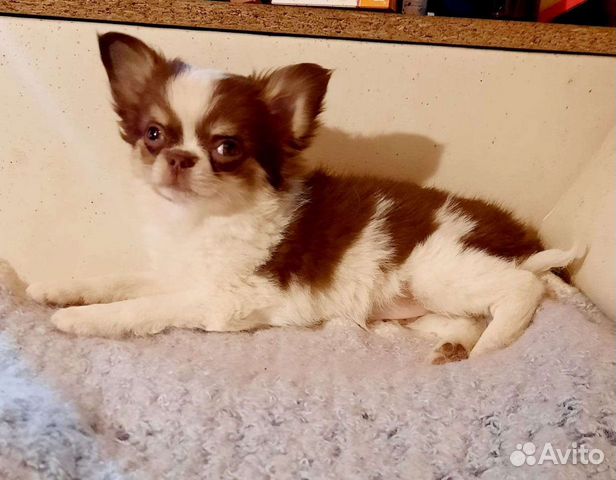 Чихуахуа мини мальчик