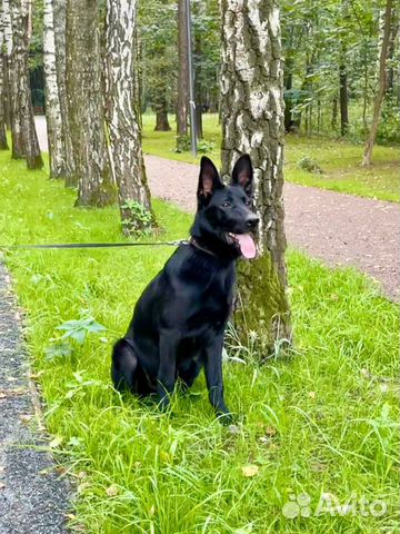 Восточноевропейская овчарка