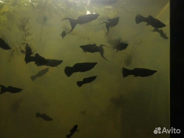 Моллинезии чёрные