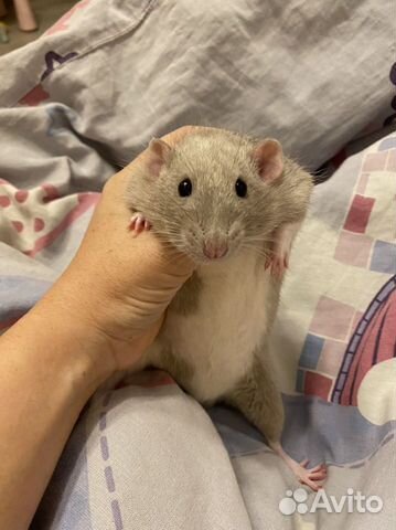 Крыски дамбо