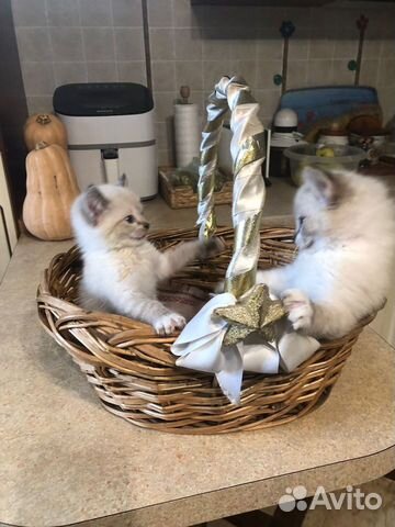 Котята 2 месяца
