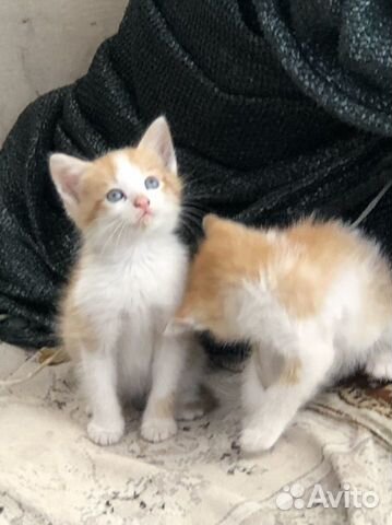 Ласковые котята