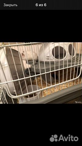 Джунгарский хомяк с клеткой