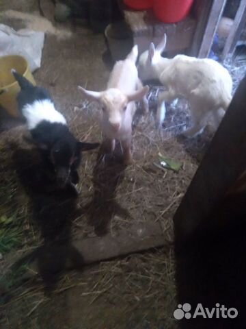 Альпийские козлята