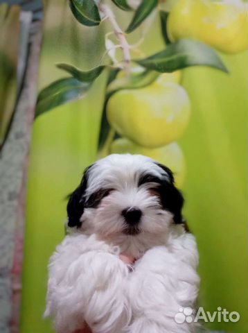 Болонки (Мальтезе+ Цветная)