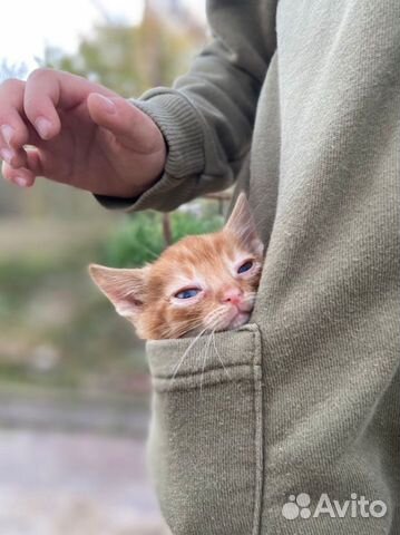Котята бесплатно Изобильный, Ставрополь