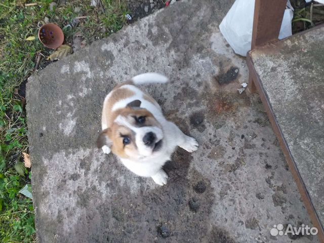 Собаки бесплатно щенки