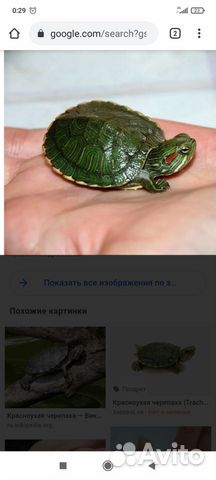 Красноухая черепаха маленькая