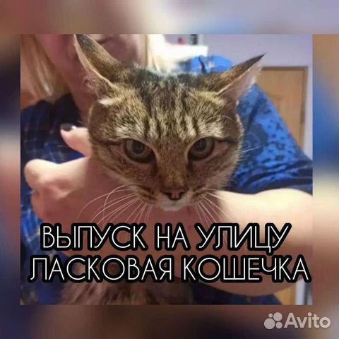 Ласковая кошечка, кошка выпуск на улицу
