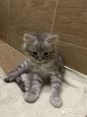 Помесь сибирского и шотландца