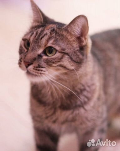 Молодая кошечка ищет дом