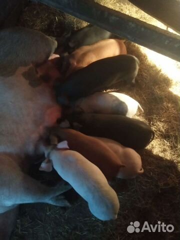 Поросята крупно-белые+дюрок