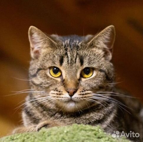 Полосатая Зося в добрые руки