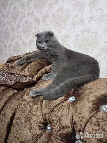 Шотландский вислоухий кот в подарок