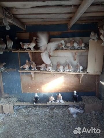 Голуби агараны