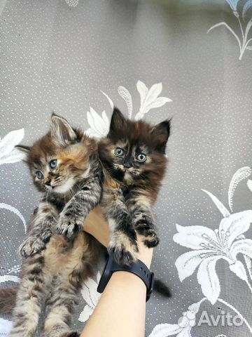 Отдам котят в добрые руки, персидские, возраст 2 м