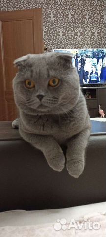 Кот для вязки