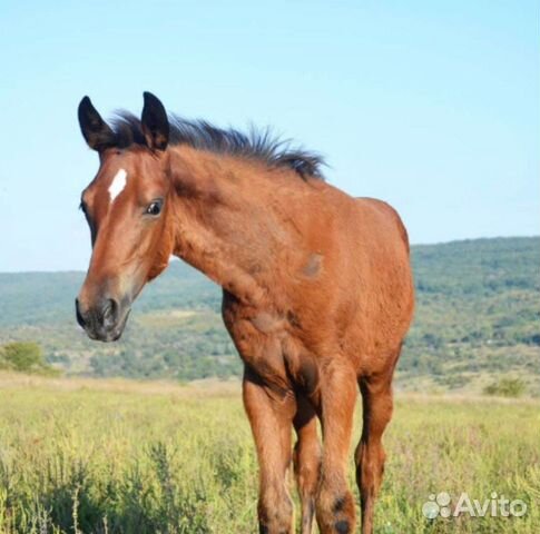 Кобылка 21г.р