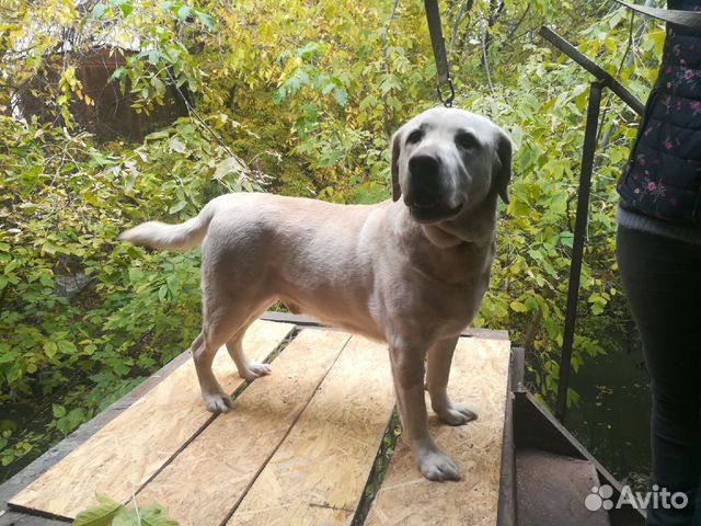 Собаки бесплатно в добрые руки