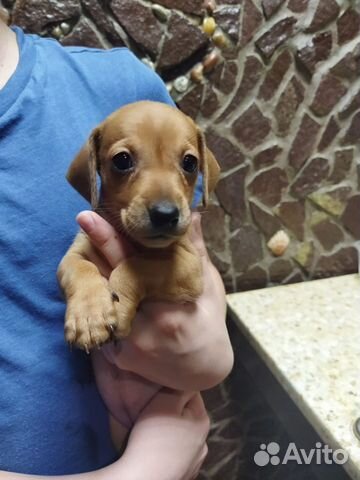 Щенки мини таксы